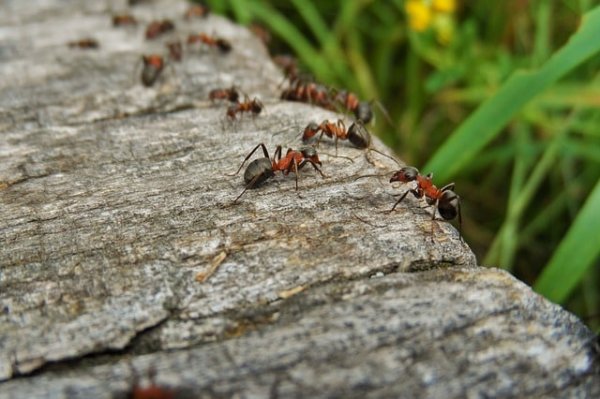 Writing Tip 214: “Repellant” vs. “Repellent” - Kris Spisak